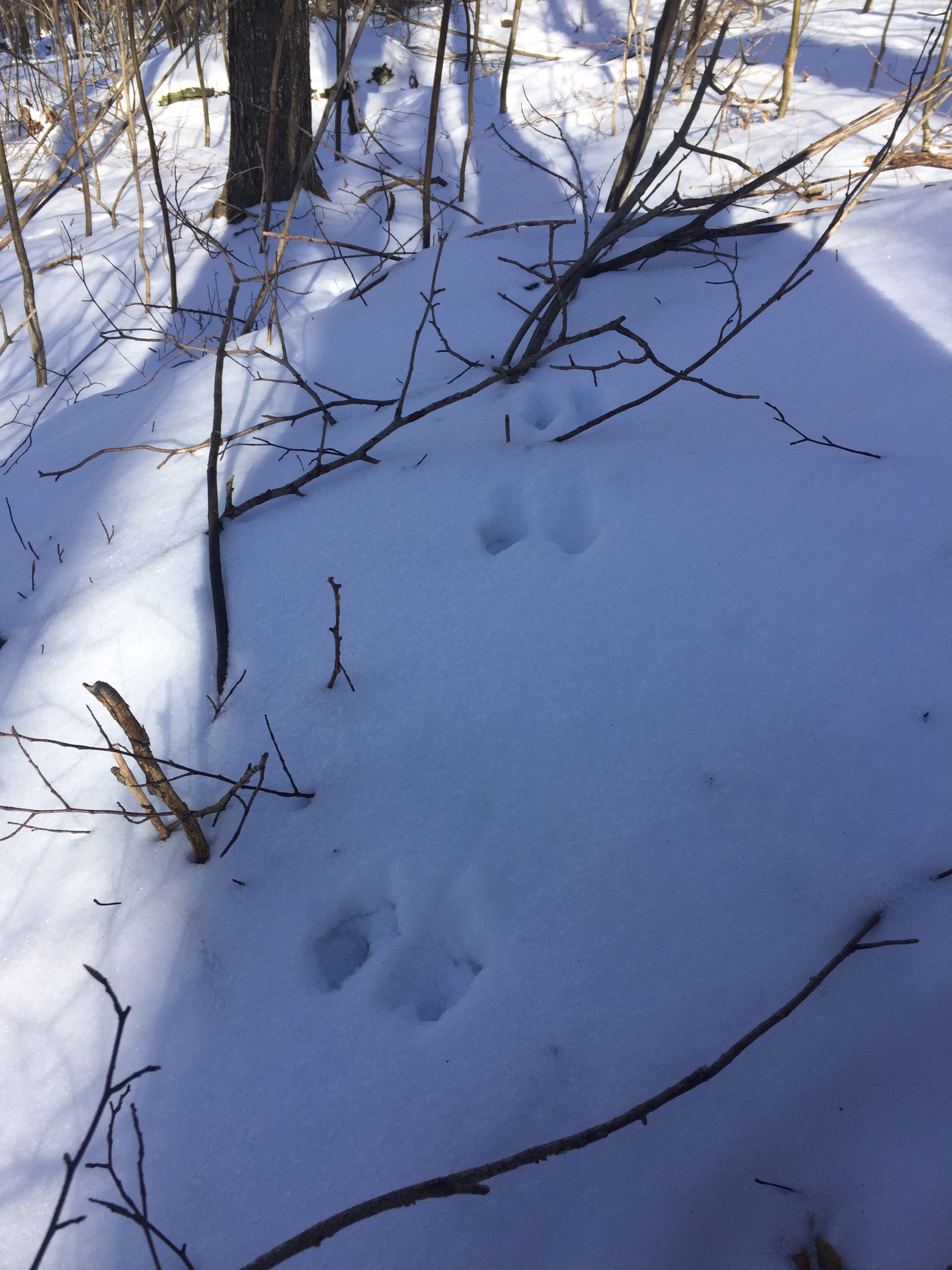 Animal Tracking ~ Nature Notes - Uplands