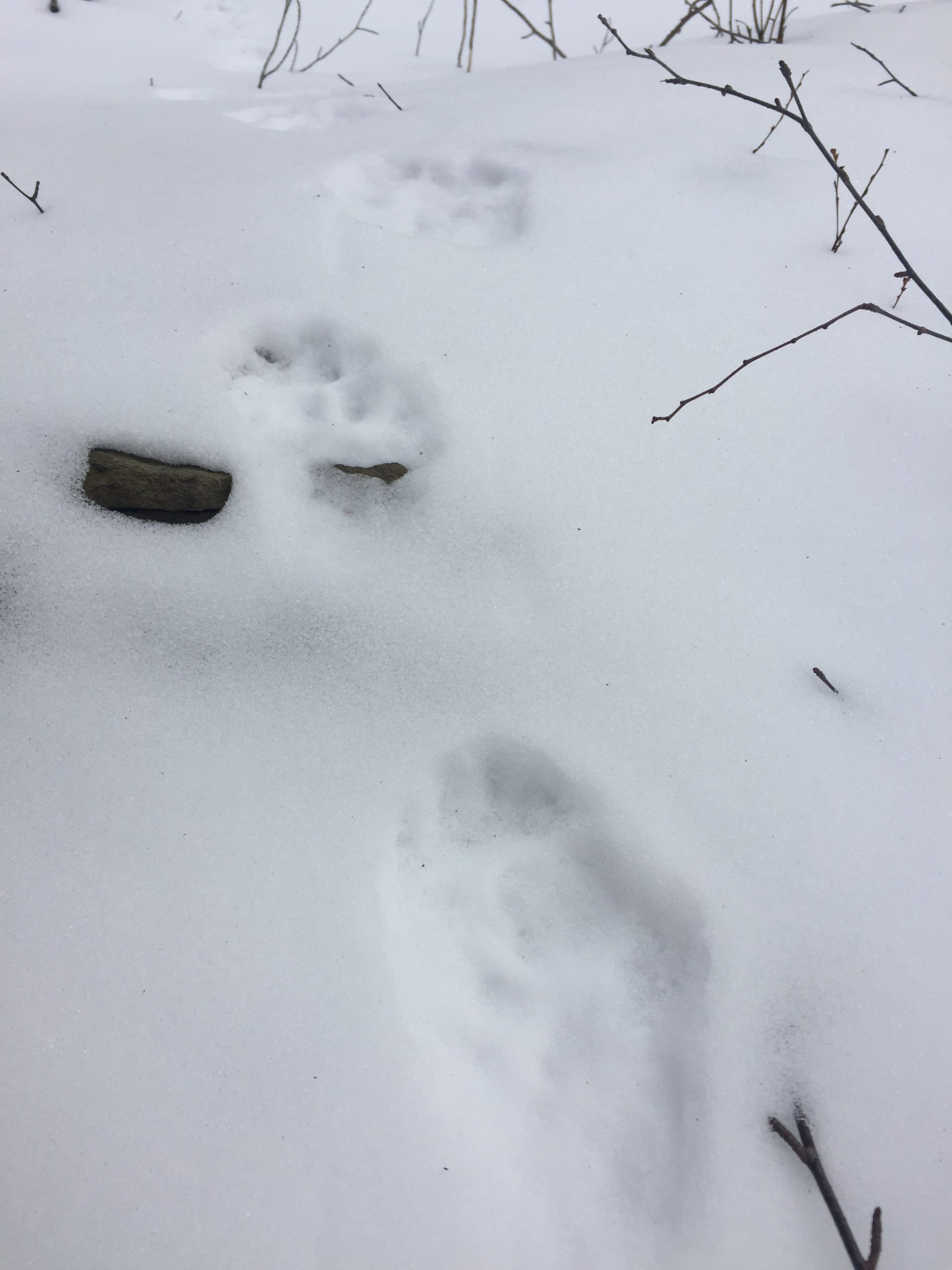 Animal Tracking ~ Nature Notes - Uplands
