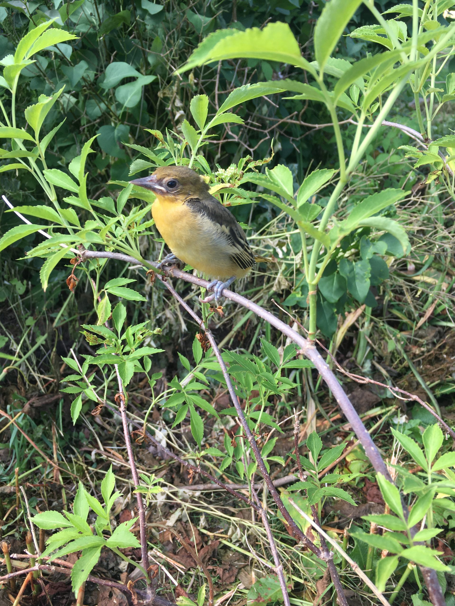 Family of Orioles Observations | The Uplands Center Naturalist Notes