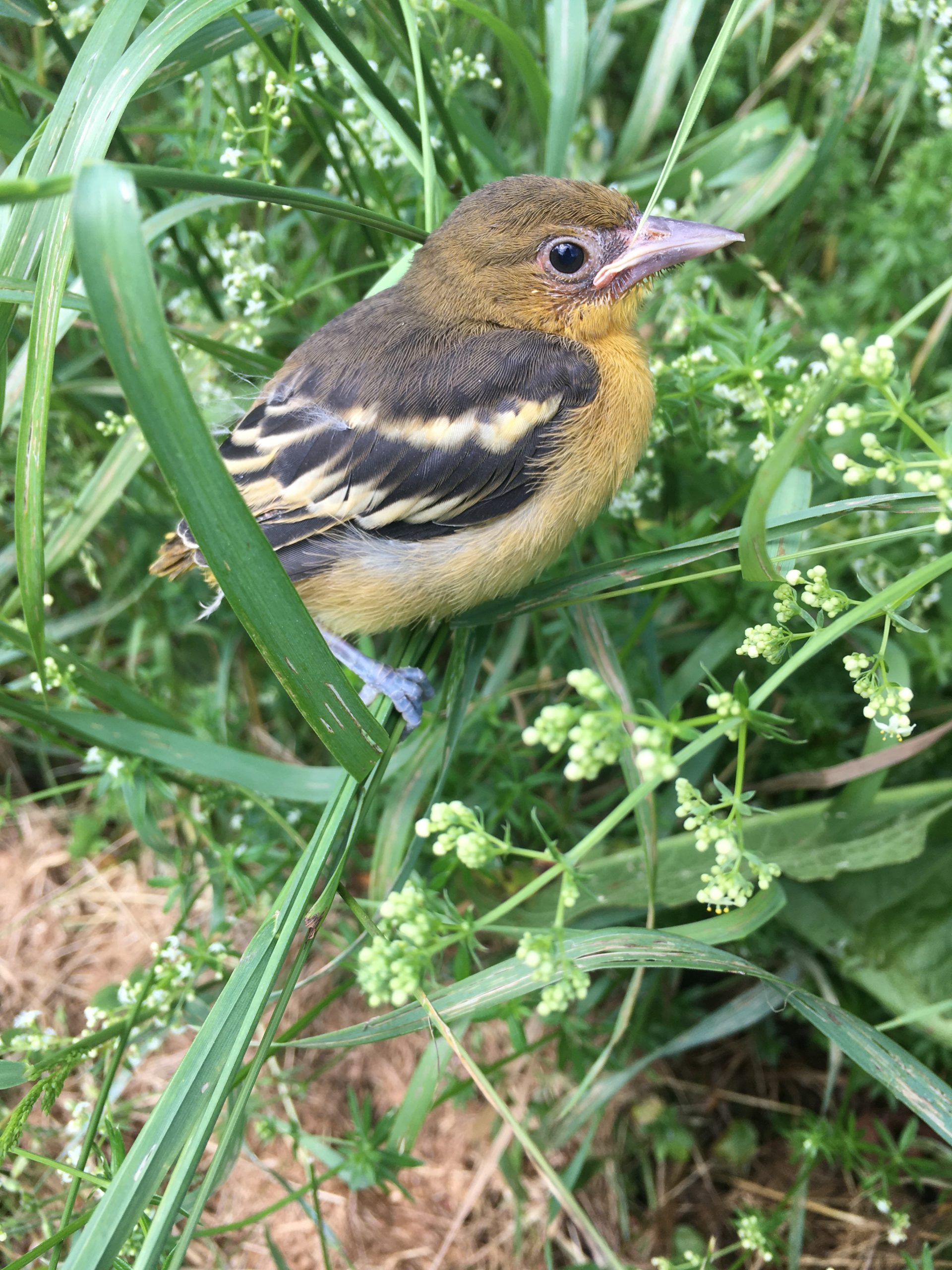 Family of Orioles Observations | The Uplands Center Naturalist Notes