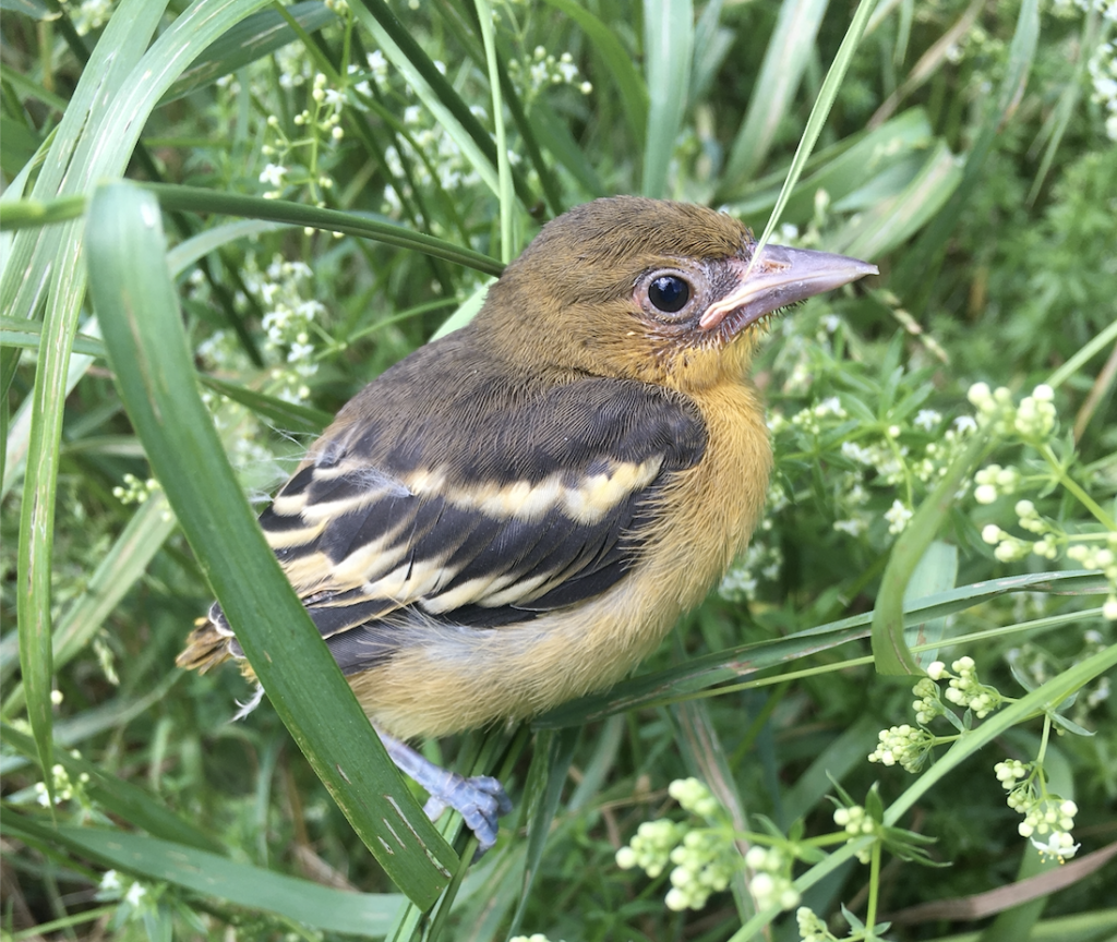 Family of Orioles Observations | The Uplands Center Naturalist Notes